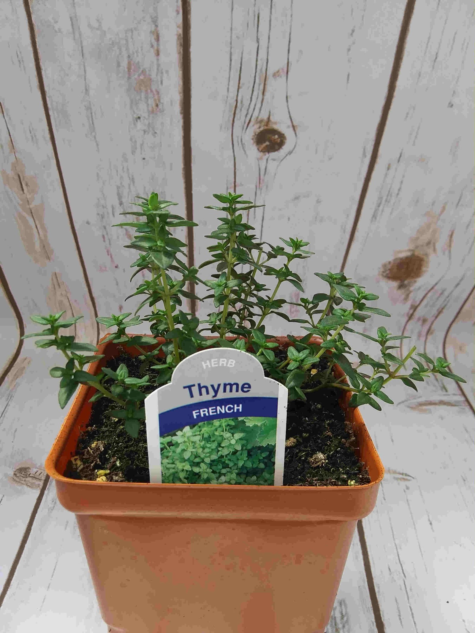 French Thyme Herb Plant